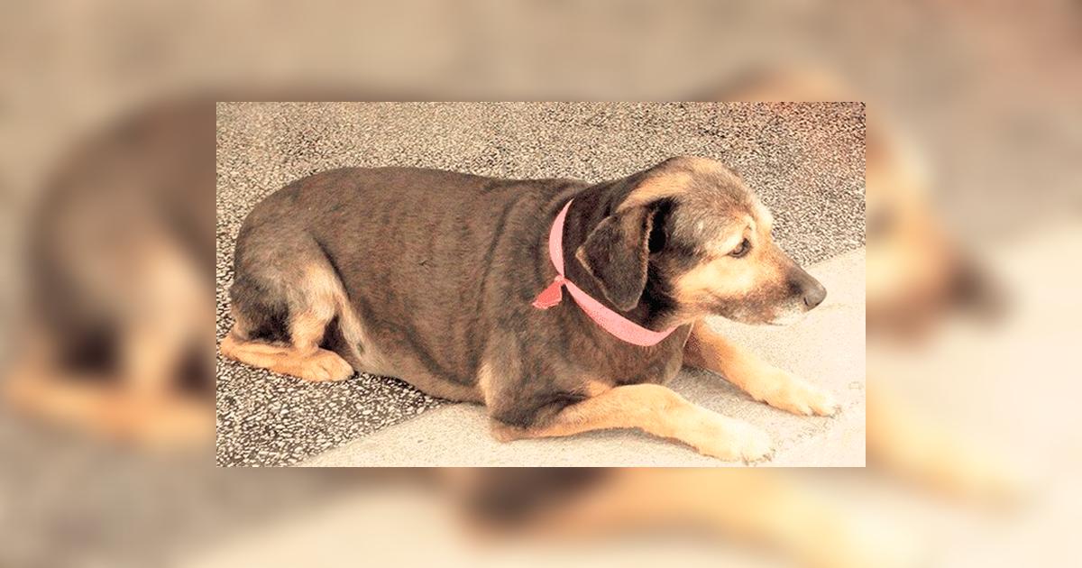 UNMSM: Firulais, el perro más fiel y combativo de la 'Decana de América ...