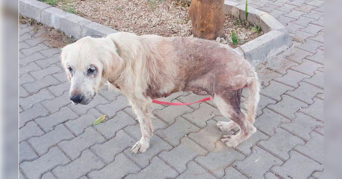 Facebook viral: rescatan a perro en deplorables condiciones, lo curan y ...