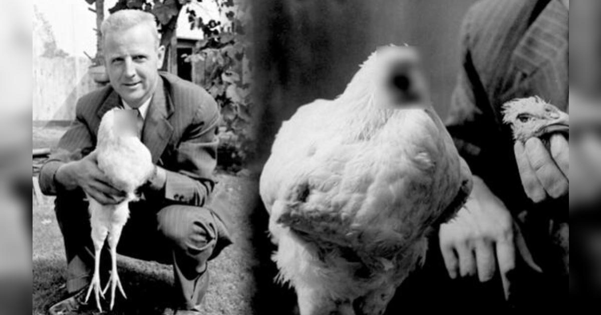 Mike: la historia del pollo que vivió durante un año y medio sin cabeza ...