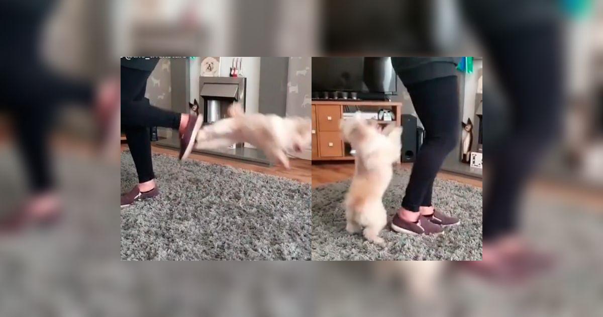 Facebook viral: perro bebé intenta superar reto de baile junto a su ...