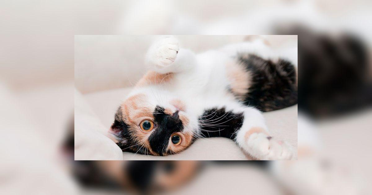 ‘Expogato’: el evento para fanáticos de los gatos en Perú | Gato ...