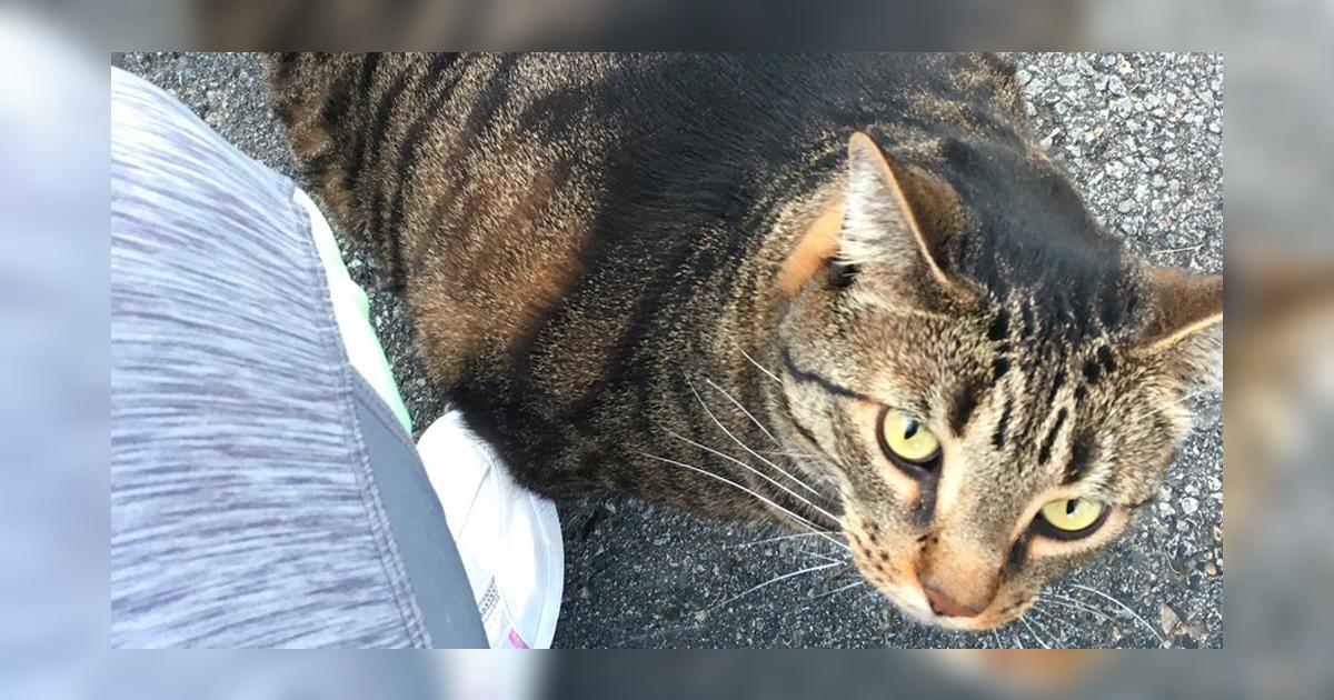 Facebook: Buff Cat,el gato musculo viral en redes sociales | VIDEO ...