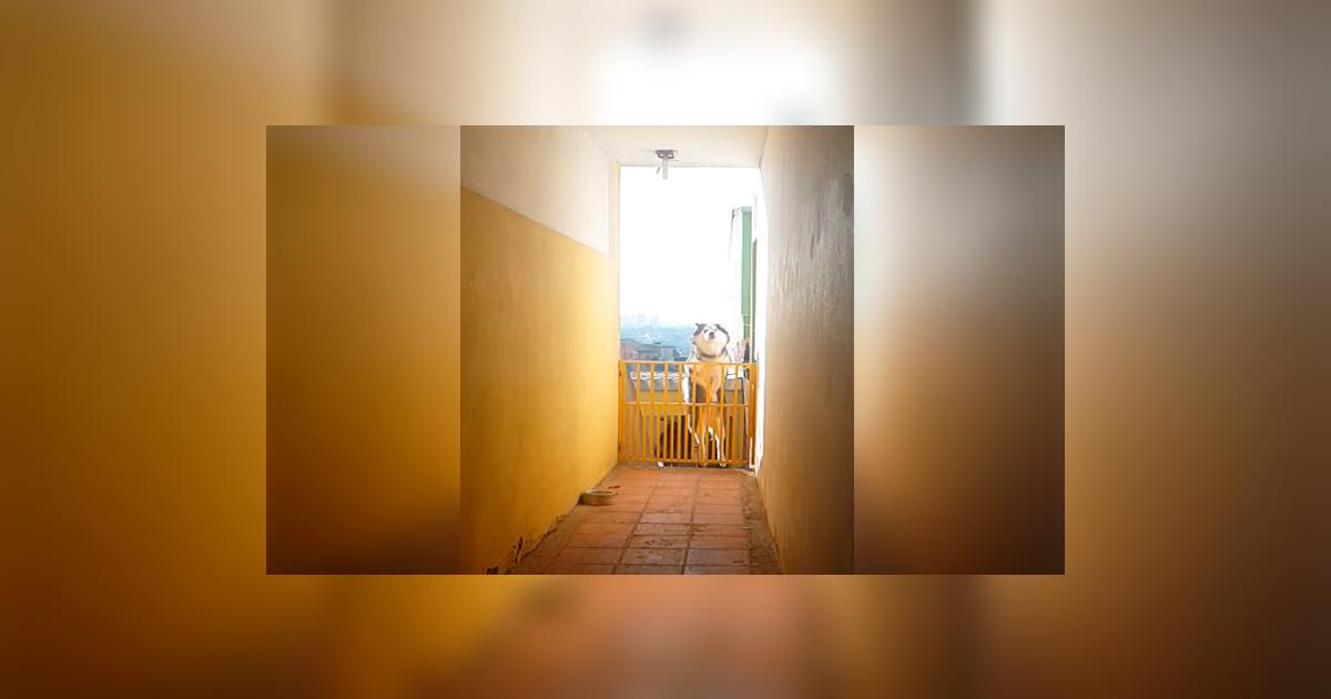 YouTube viral: temerario perro realiza peligrosa maniobra de parkour ...