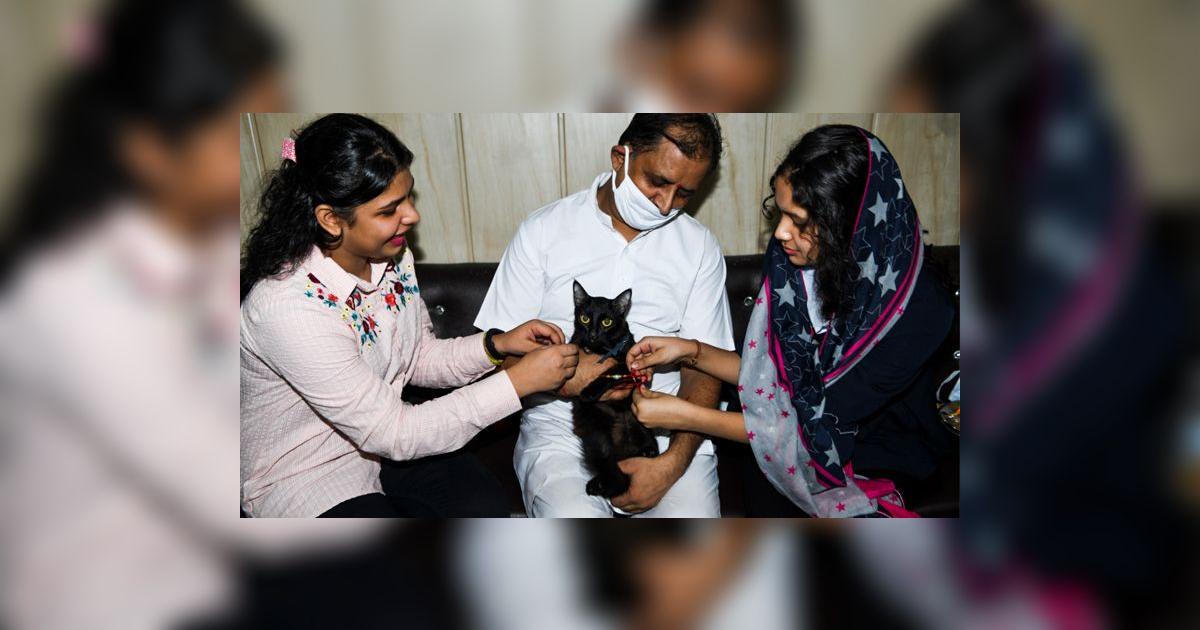 Coronavirus: Fármaco para gatos puede servir para COVID-19 mejor que ...