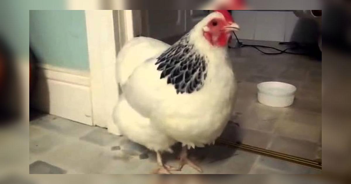 Facebook Viral: furor en redes sociales tras ver la curiosa manera de ...