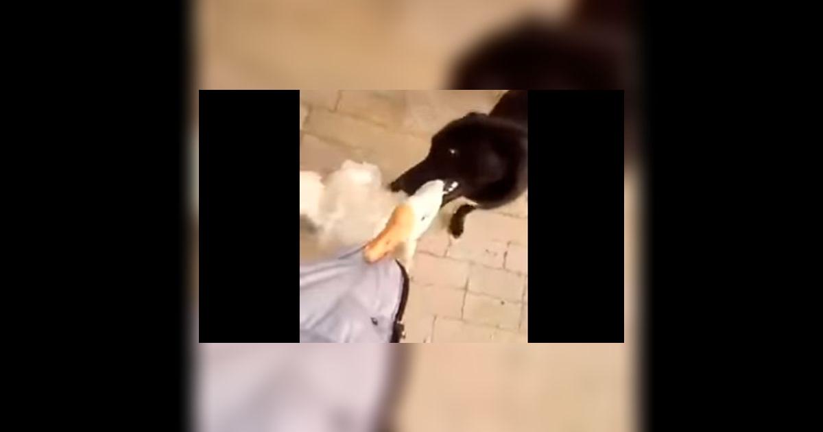 YouTube: Valiente perro se enfrenta a un ganso para defender a su dueño ...