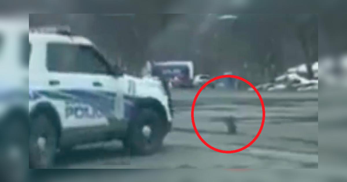 Facebook: Un mapache fue atropellado por un patrullero y dos autos ...