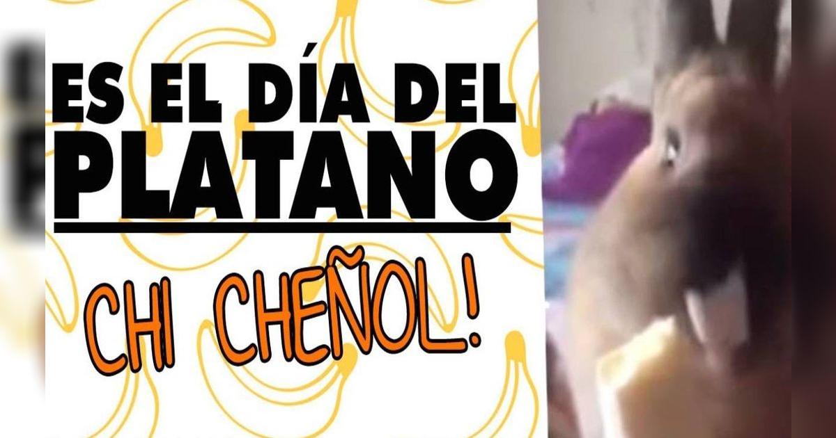 “Chi cheñol”: ¿qué pasó con la conejita del tierno viral que se volvió ...