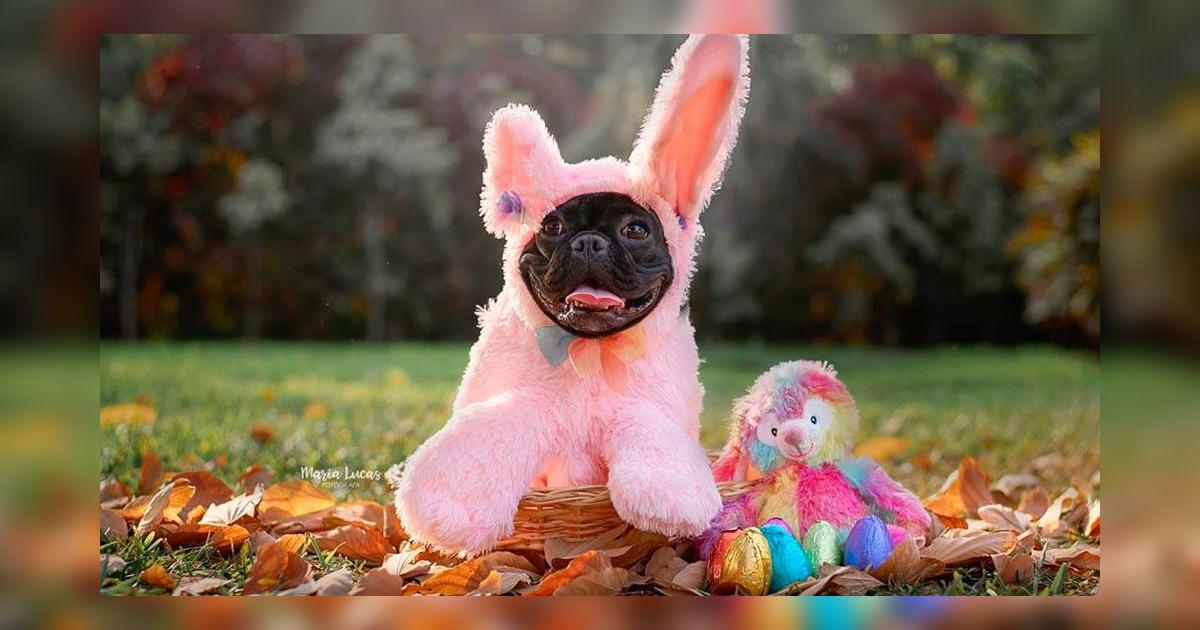 Instagram: el secreto del éxito de los perros influencers y sus miles ...