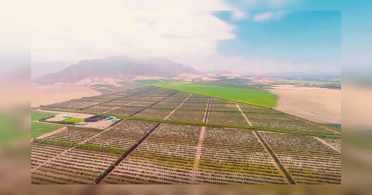 Virú y empresa española unen esfuerzos para impulsar agroexportación ...