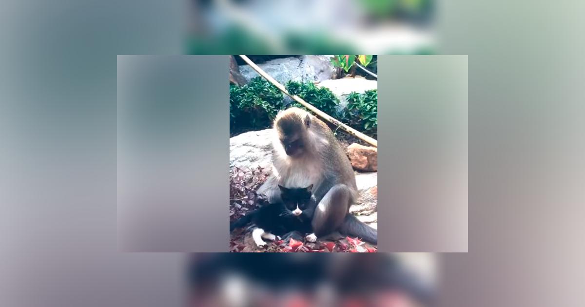 YouTube viral: Mono adopta a un gato que ingresó a su recinto y ...