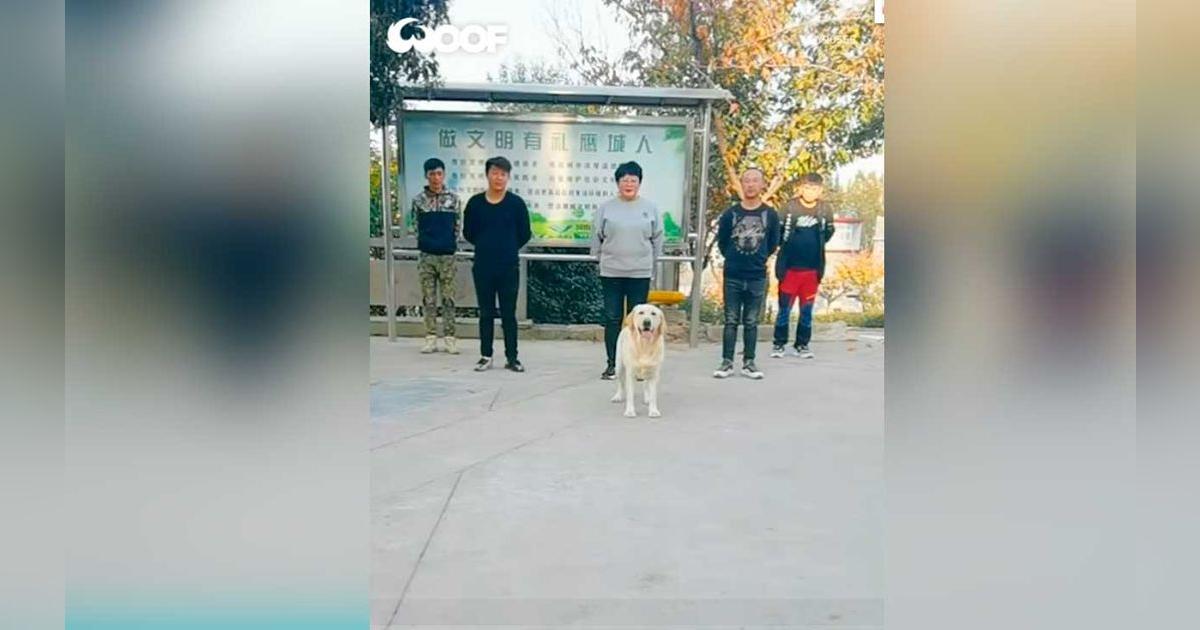 TikTok viral: perro imita coreografía de sus dueños y sorprende con su ...