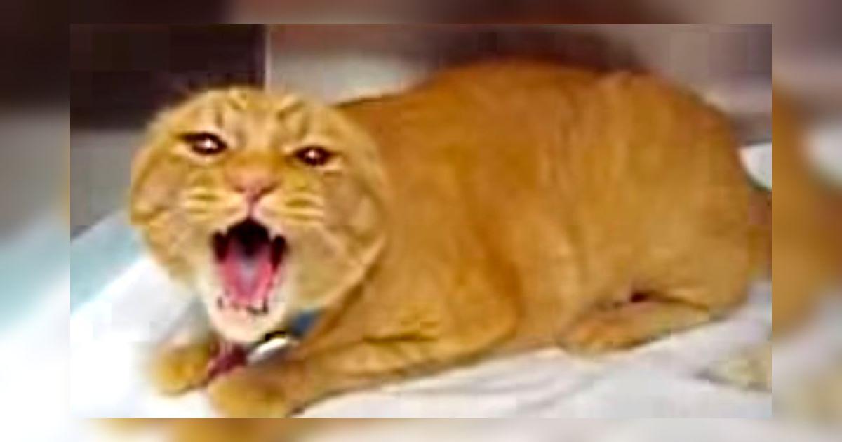 Facebook viral: Los maullidos de este gato endemoniado te harán tener ...