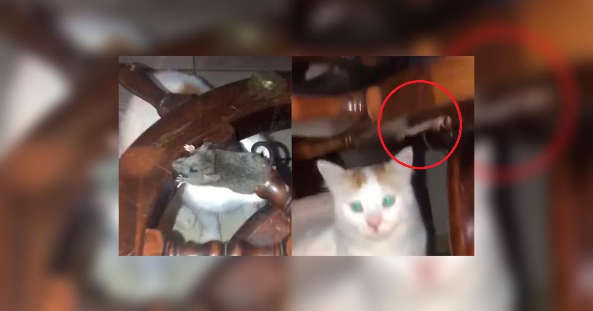 Facebook: captan a rata usando increíble técnica para no ser devorado ...