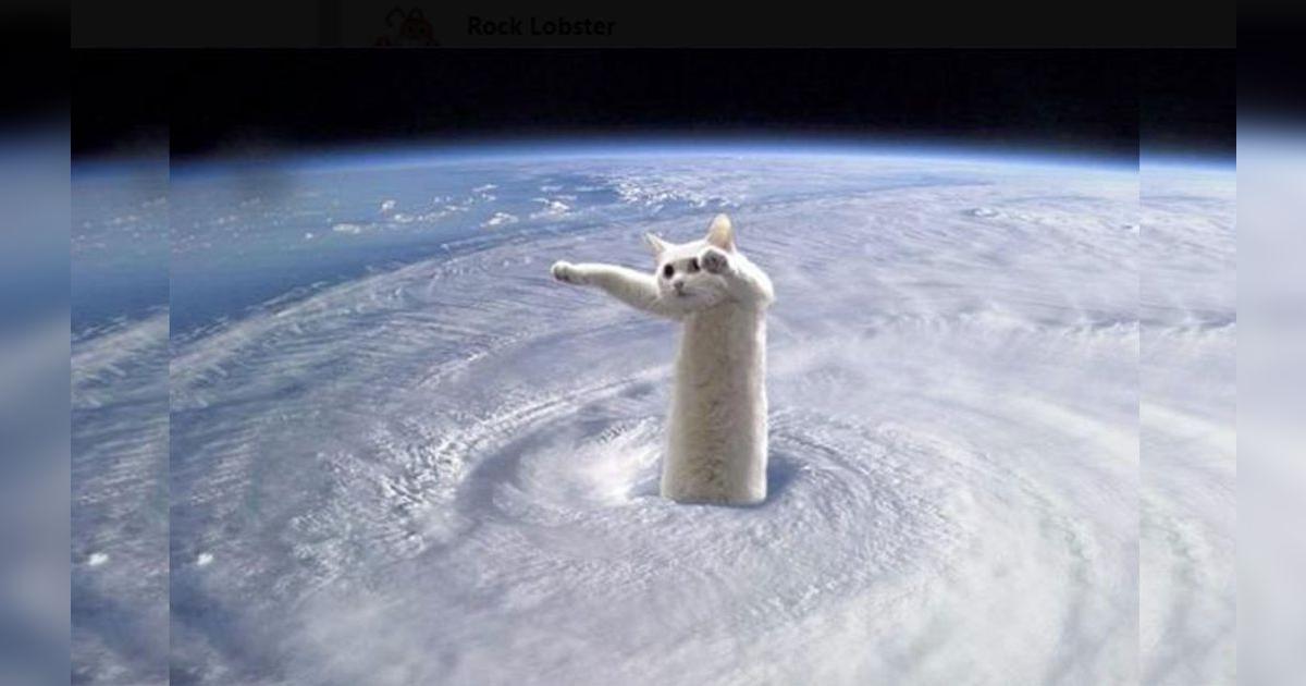 Facebook: usuarios despiden a Nobiko, el ‘gato largo’ de los memes que ...