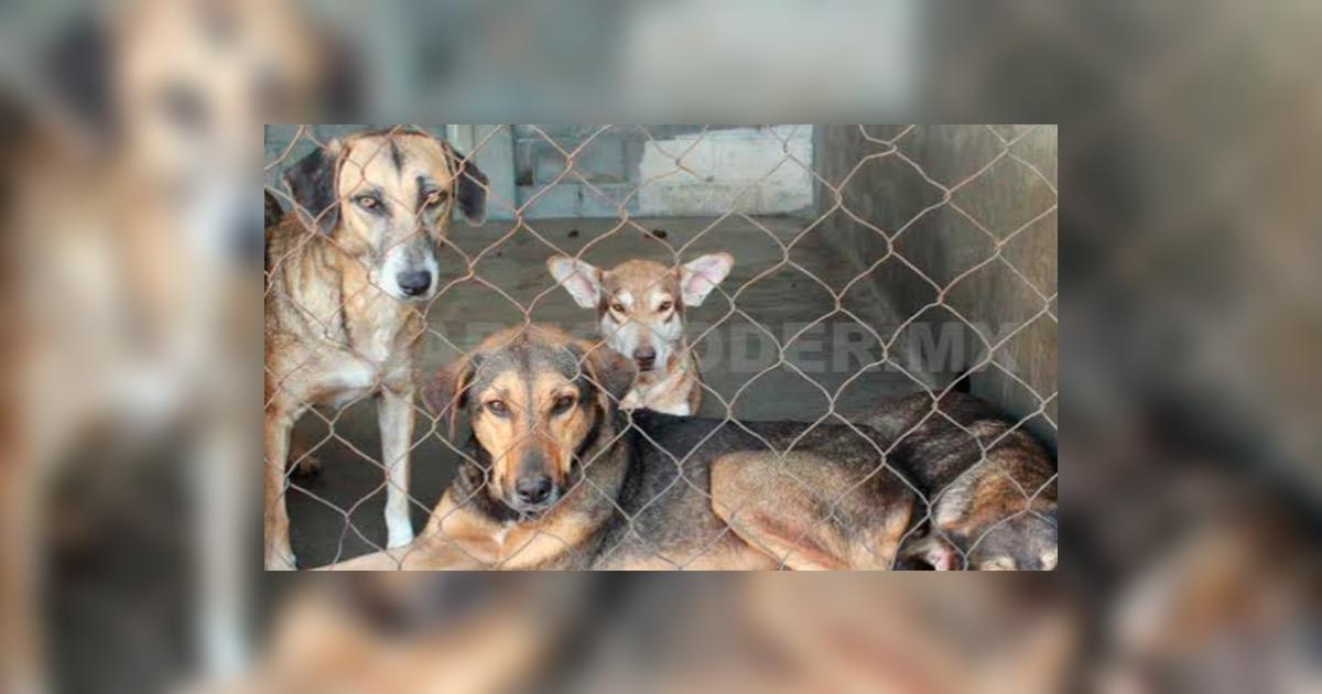 México | Venta de animales en Chiapas: anuncian fuertes medidas por ...