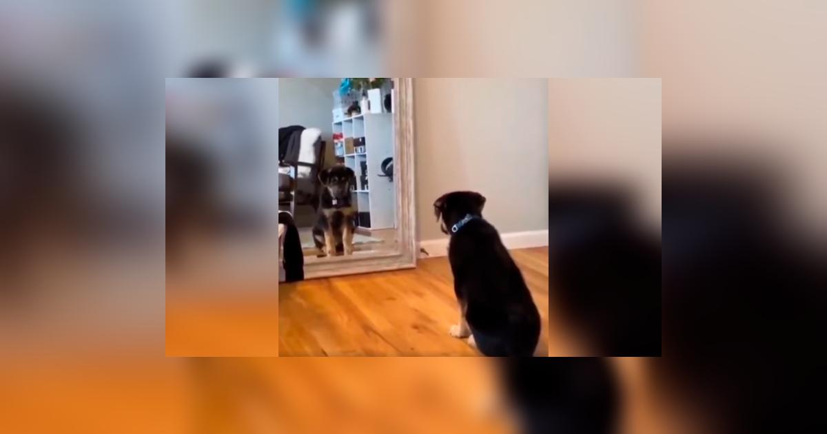 Facebook viral: joven capta el curioso comportamiento de su perro ...