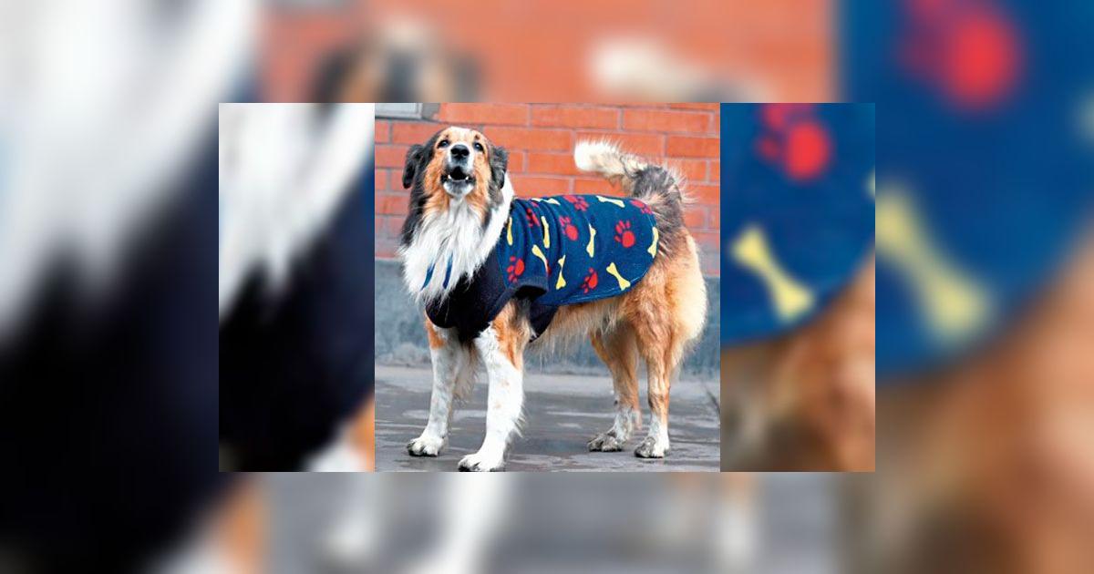La historia de Lazzie, el perro mestizo de 12 años que frustró robo al ...