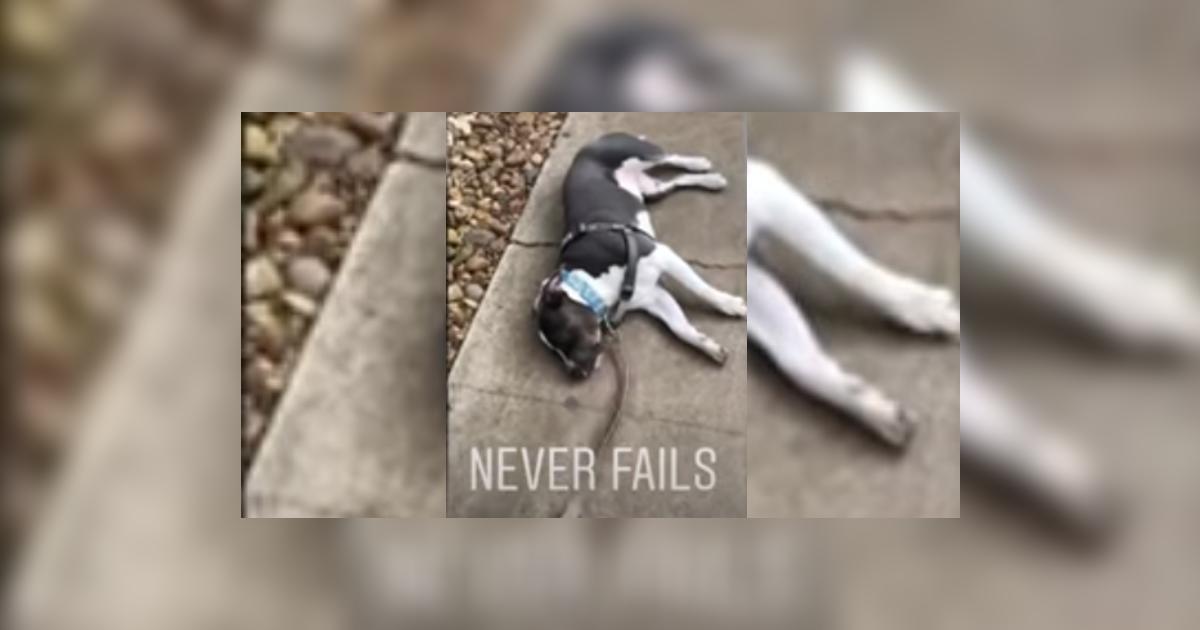 Facebook viral: perro ‘se hace el muerto’ cuando nota que está a punto ...