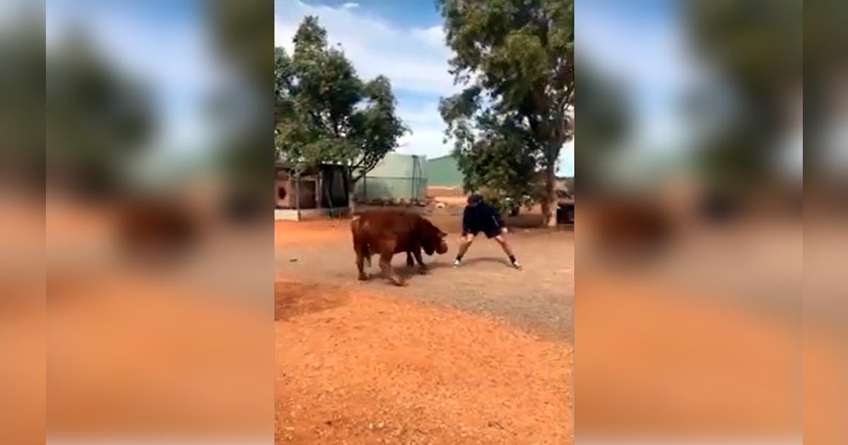 YouTube viral: Conoce a Coco, el toro que ha sorprendido al jugar ...