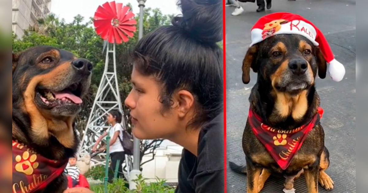 ¿Quién es Chulito, el perro que lucha contra el cáncer y ayuda a su ...