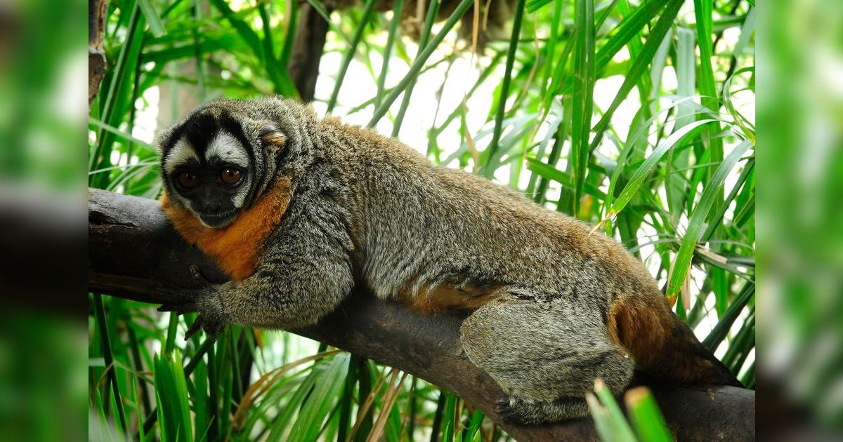 Protegerán 15 especies de monos en situación de amenaza en el Perú