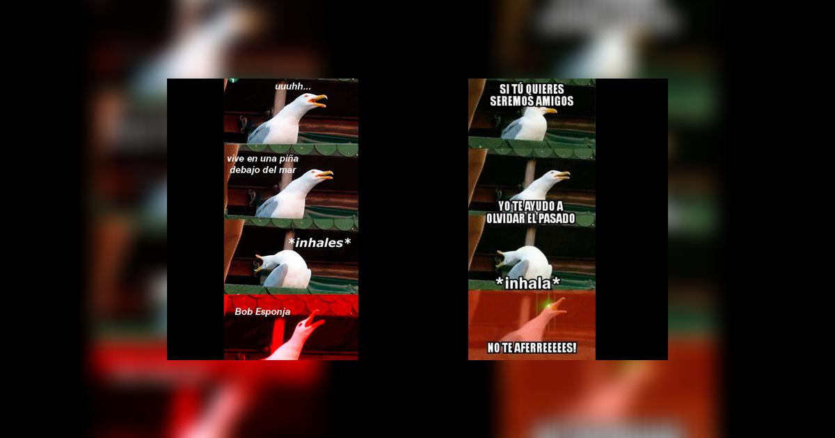 Facebook: Este es el origen del meme de la gaviota que es furor en ...