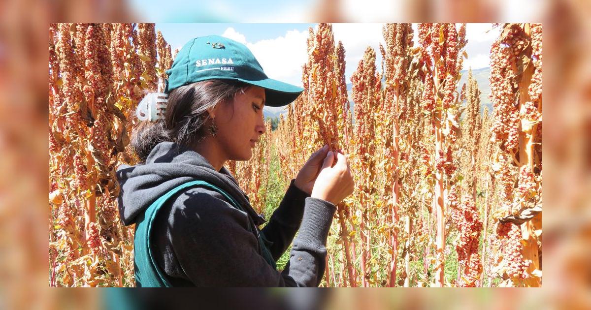 Perú busca superar las 20.000 toneladas de semillas certificadas para ...