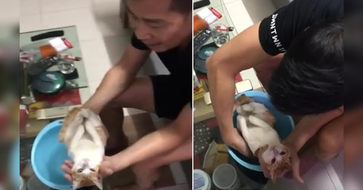 Facebook viral: Hombre usa a su gato de modelo para hacer tutorial de ...