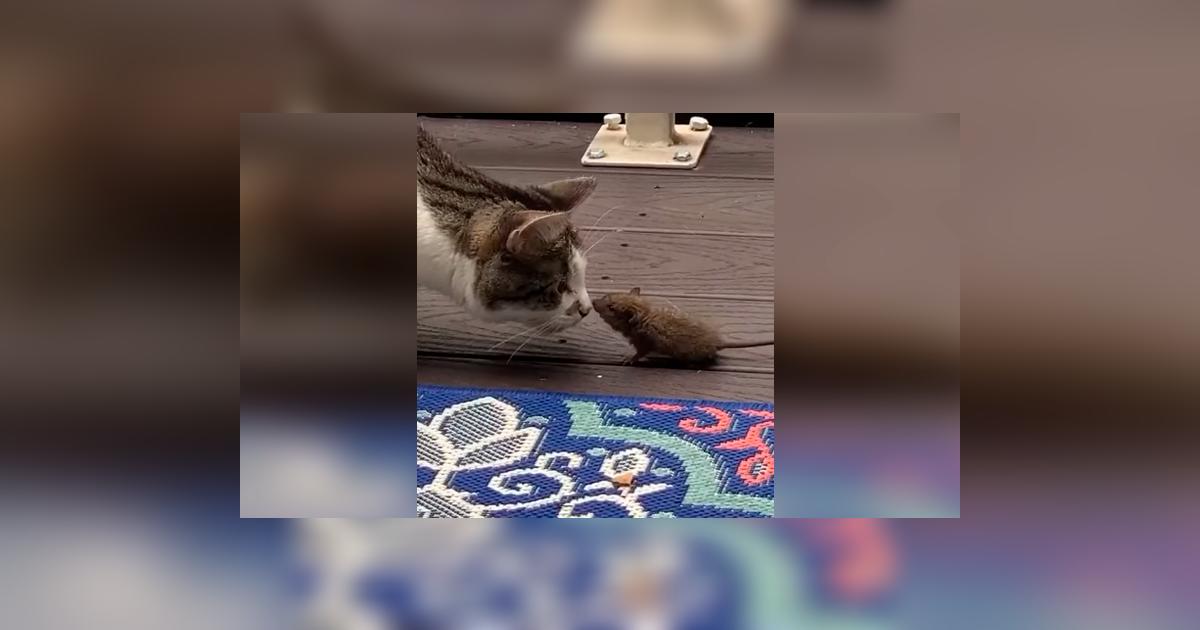 Facebook viral: gato encuentra un ratón afuera de su casa y en vez de ...