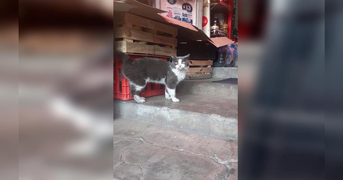 Facebook viral: ‘Mayo’ o ‘Pancho’ el gato que vivió durante siete años ...