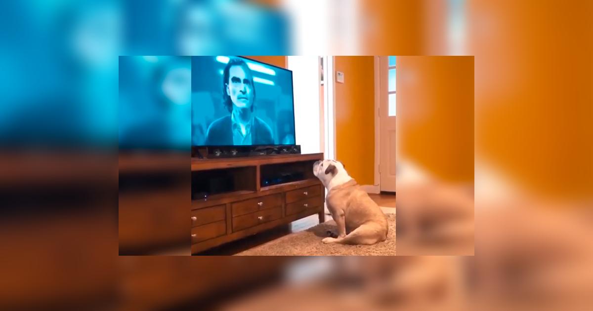 YouTube viral: perro ve tráiler de Joker, la nueva película de Joaquin ...