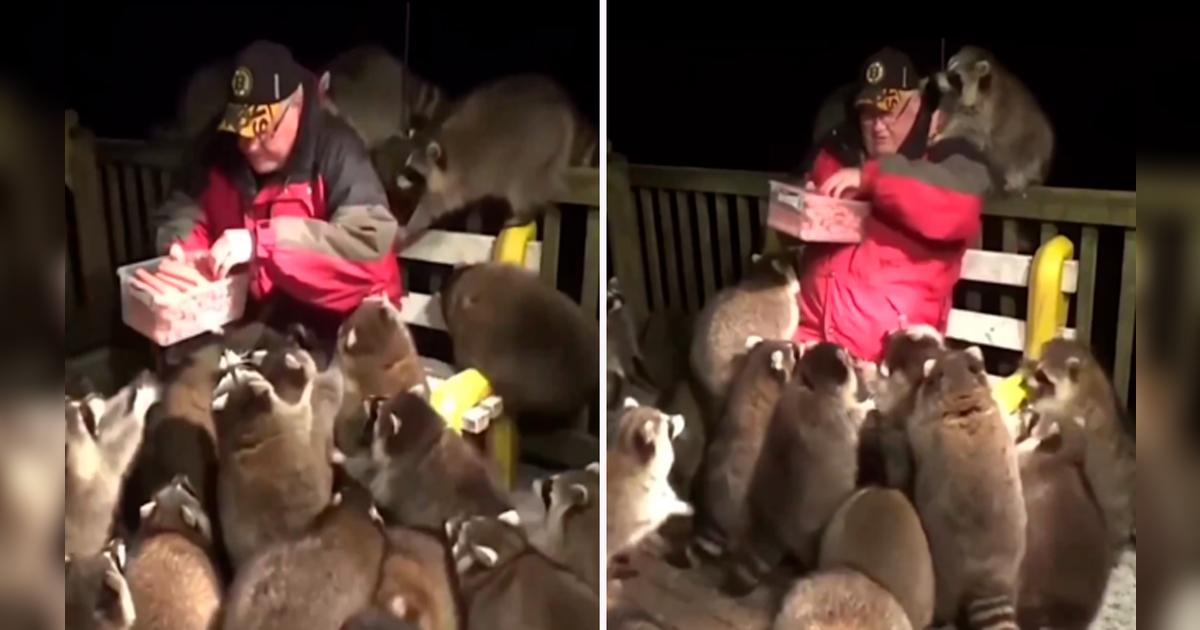 TikTok viral: Hombre invita comida a grupo de mapaches que se reúnen a ...