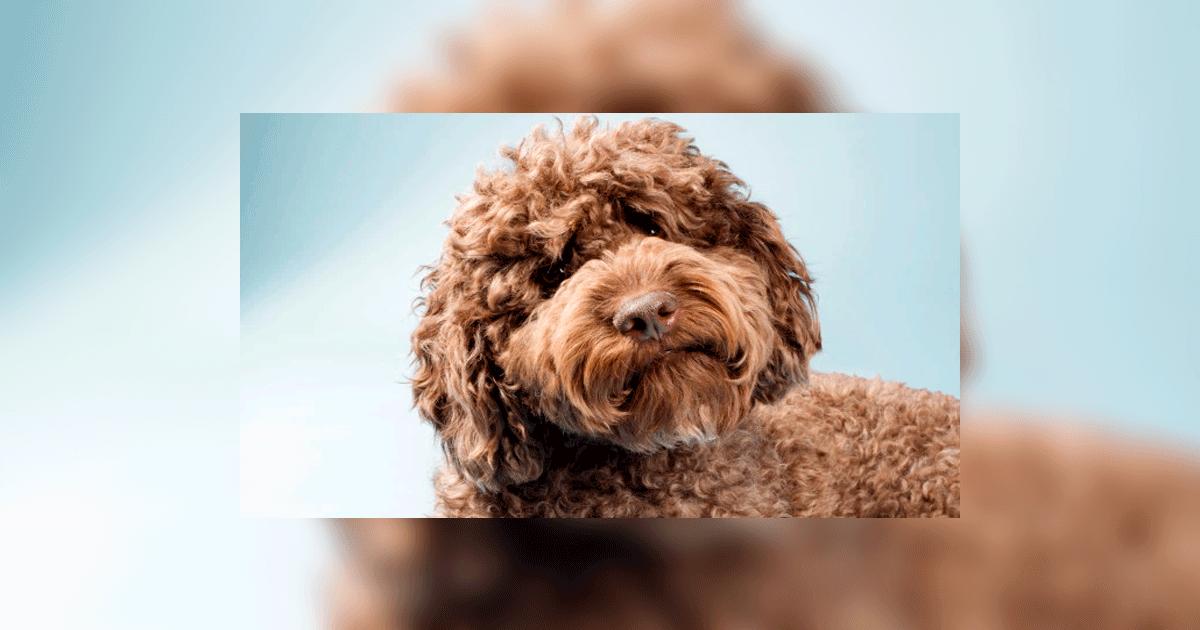 Perro labradoodle: su creador lamenta haber hecho “un monstruo” | Wally ...