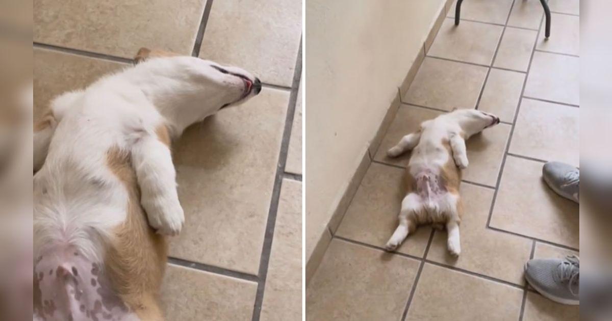 TikTok viral: perrito se ‘hace el muerto’ y su familia teme lo peor ...