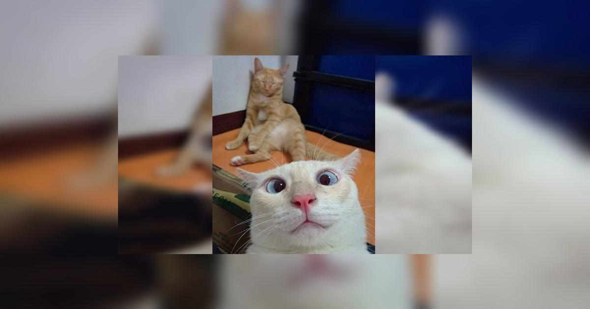 Facebook viral: Chico olvida su celular en casa y su gato se toma ...