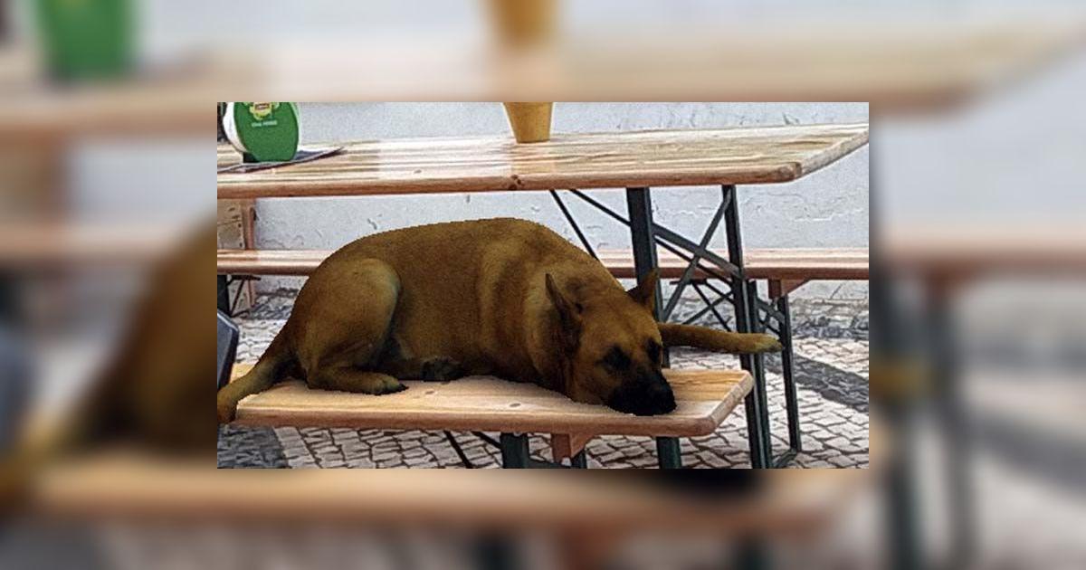 Instagram: nuevo filtro de perro 'sasha dog' es la pesadilla de las ...