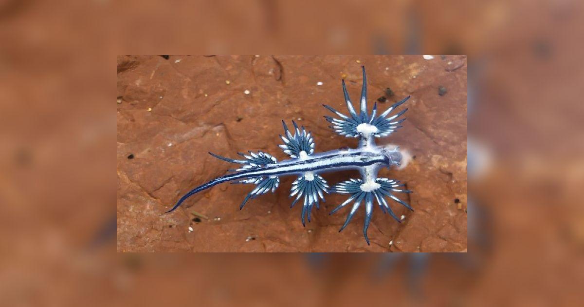 Estados Unidos: Dragones azules aparecen en playa de Texas | blue ...