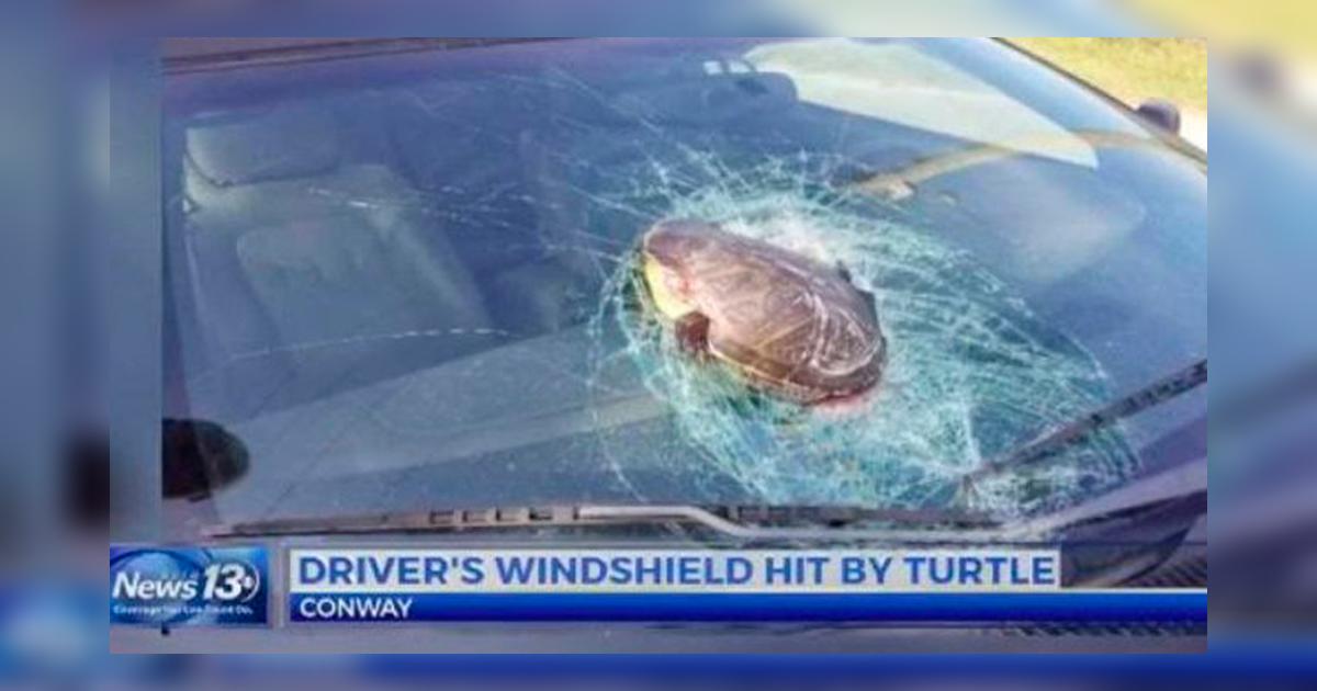 Tortuga 'voladora' destruye parabrisas y chófer vive para contarlo ...
