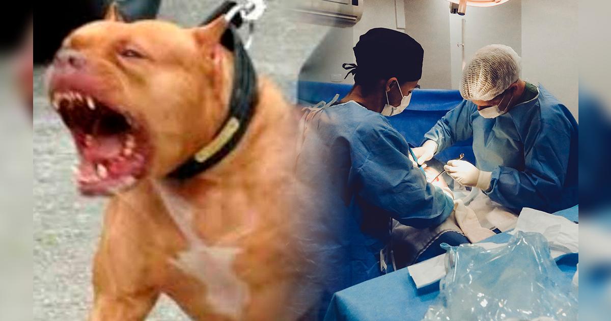 Estados Unidos: niño de 11 años fue atacado brutalmente por tres pitbulls mientras montaba ...