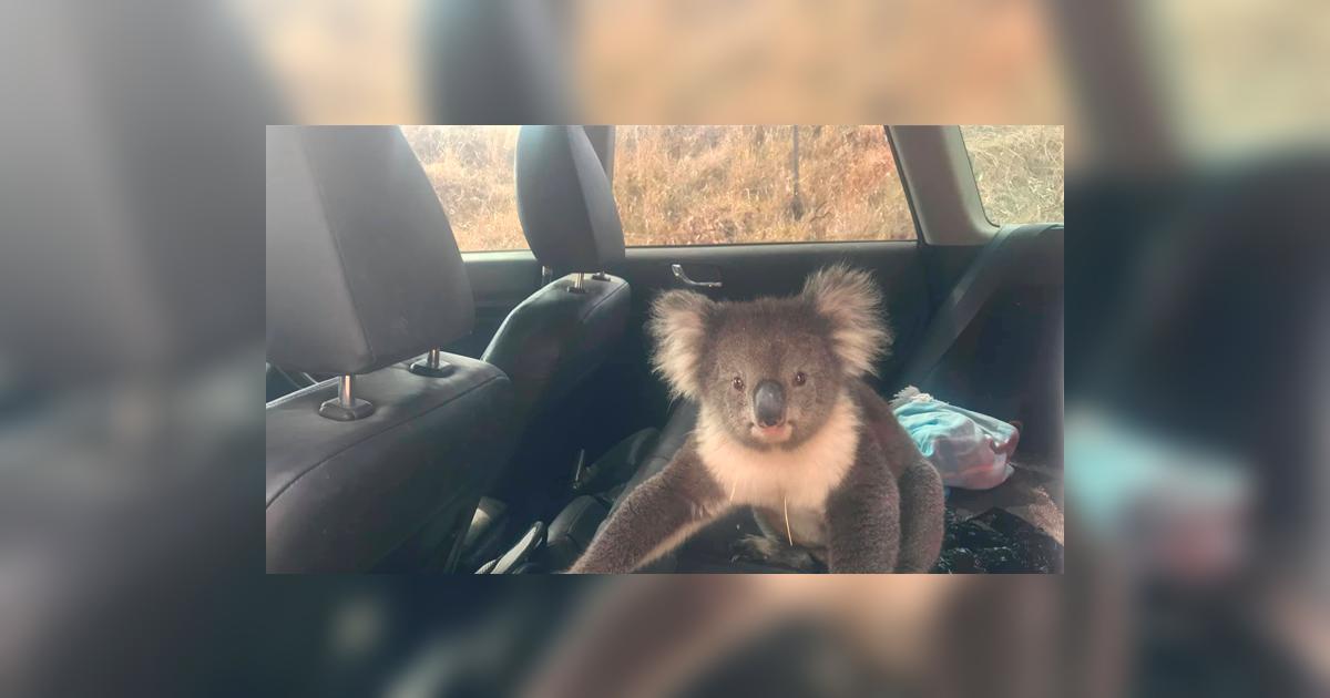 Facebook viral: dejó a su perro en el carro y cuando volvió se encontró ...