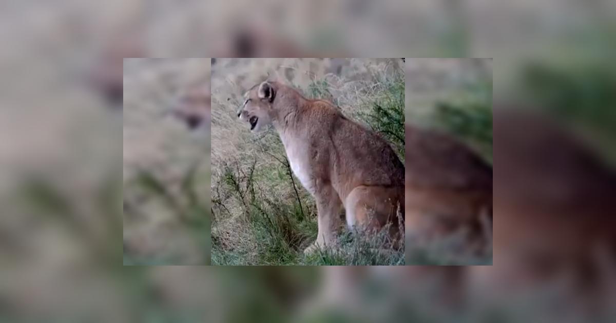 Facebook viral: captan a puma hembra llamando a su pareja con un ...