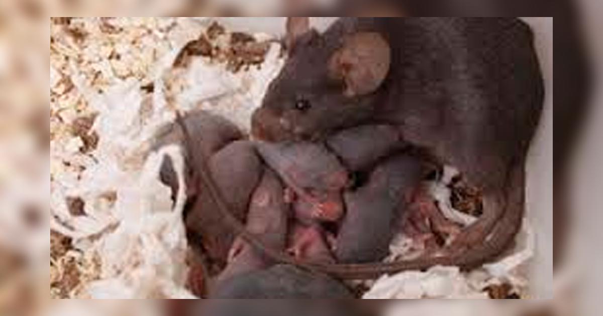 Facebook viral: madre rata usa aterradora técnica para no perder a sus ...