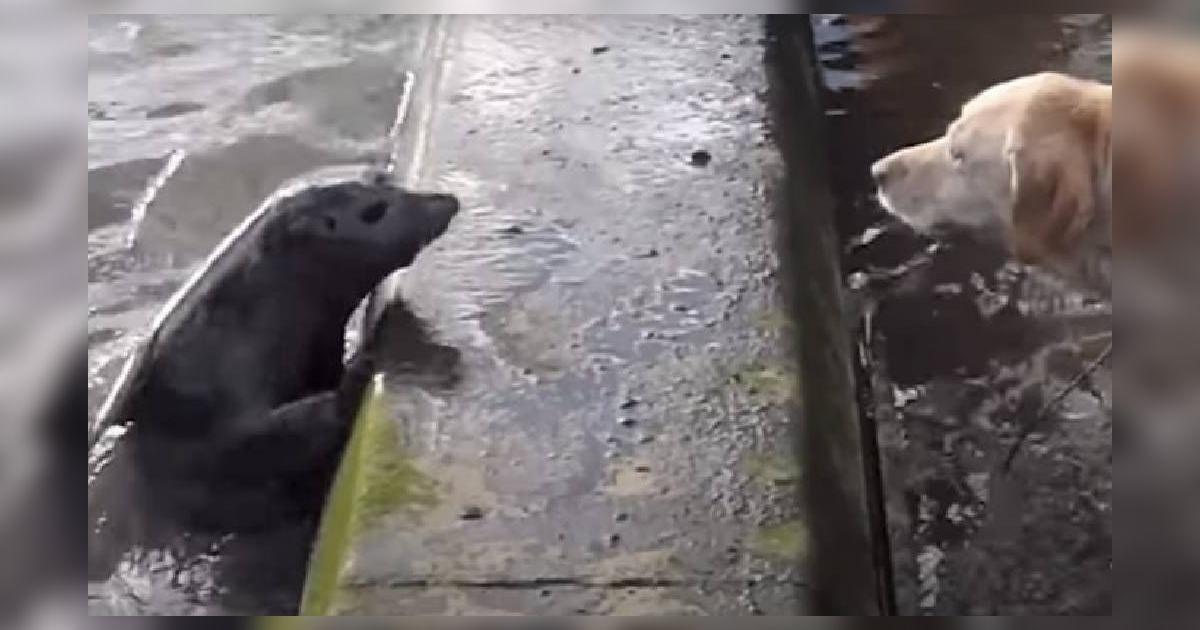 YouTube viral: perro y una foca juegan a las escondidas y protagonizan ...