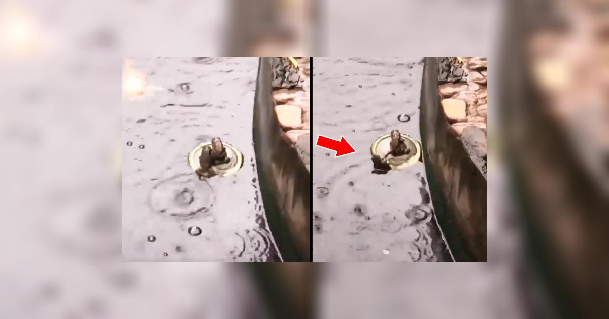 Facebook viral: sapo se acurruca en su pareja para no ahogarse, pero ...