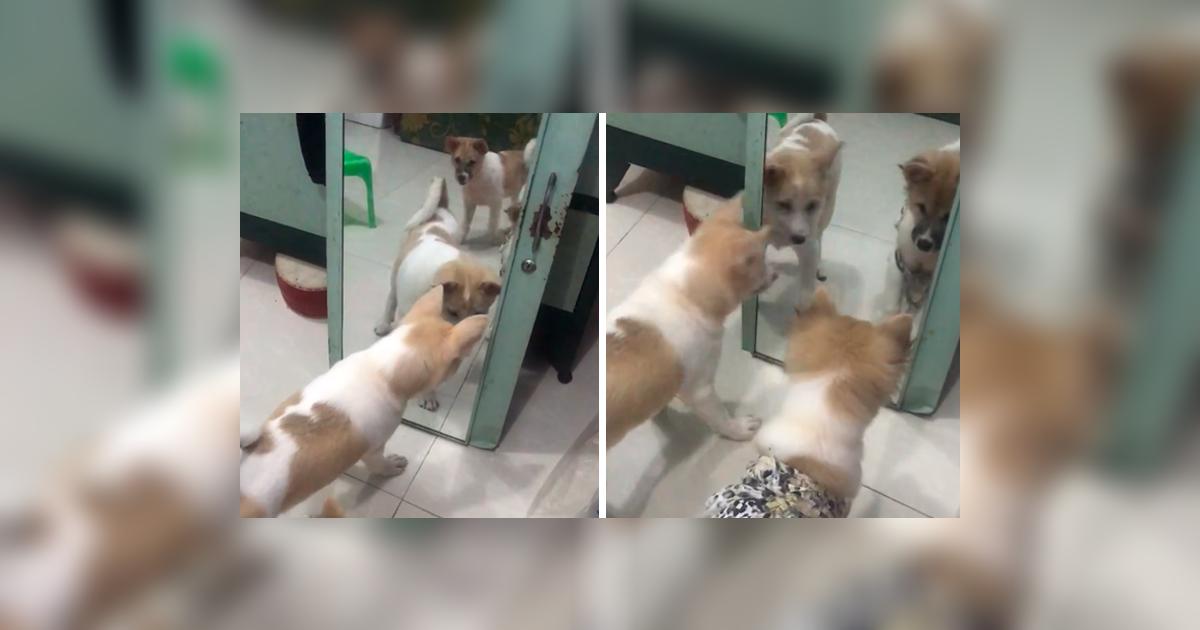Facebook video viral: Perros se miran en el espejo por primera vez y ...