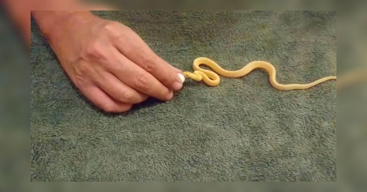 Facebook video viral: culebra bebé devora un gigantesco huevo y ...