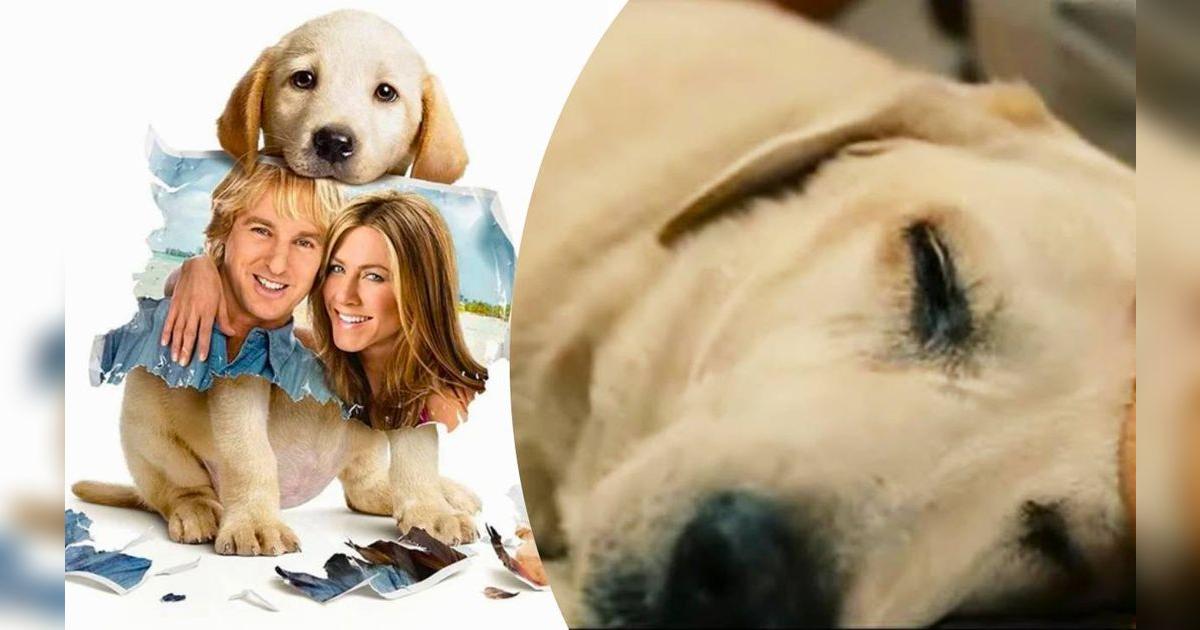 "Marley y yo" cumple 14 años: la emotiva cinta que recuerda que una ...