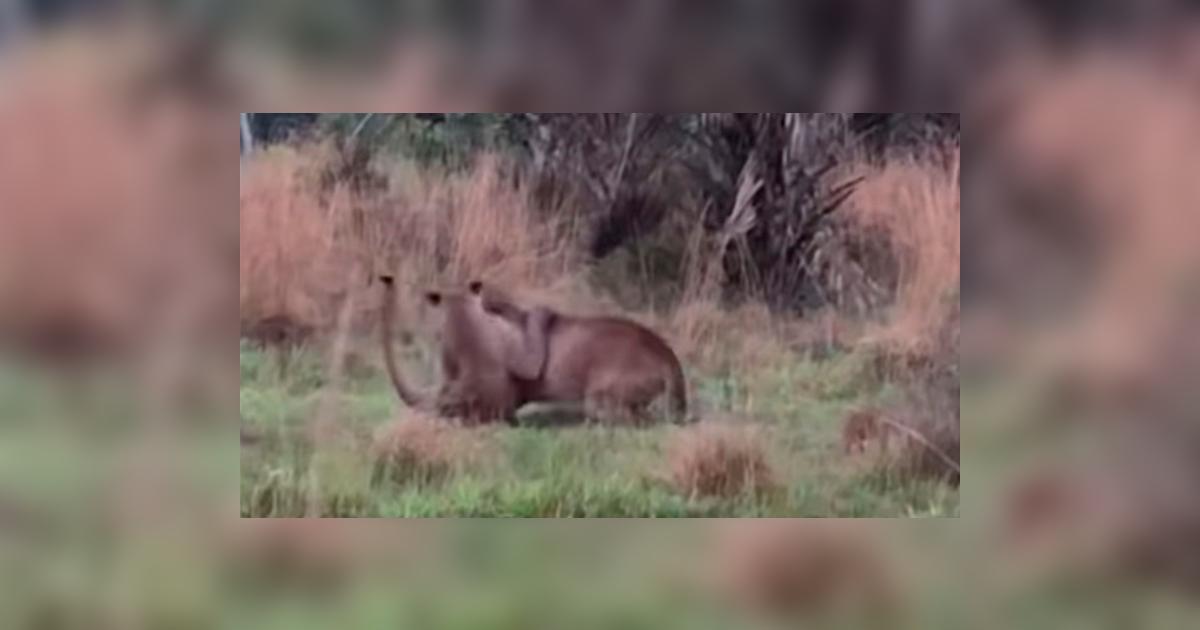 YouTube viral: Puma ataca a otro por el control del territorio, pero ...