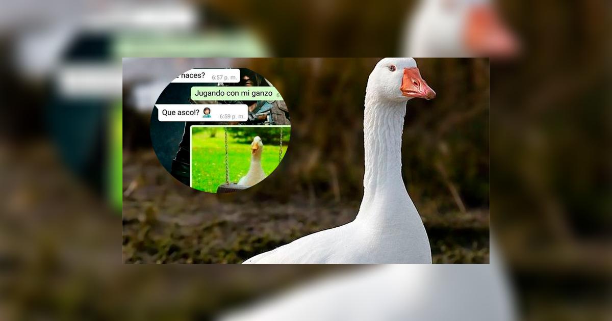 Facebook Viral: Le confiesa a su novia que está jugando con su ganso y ...